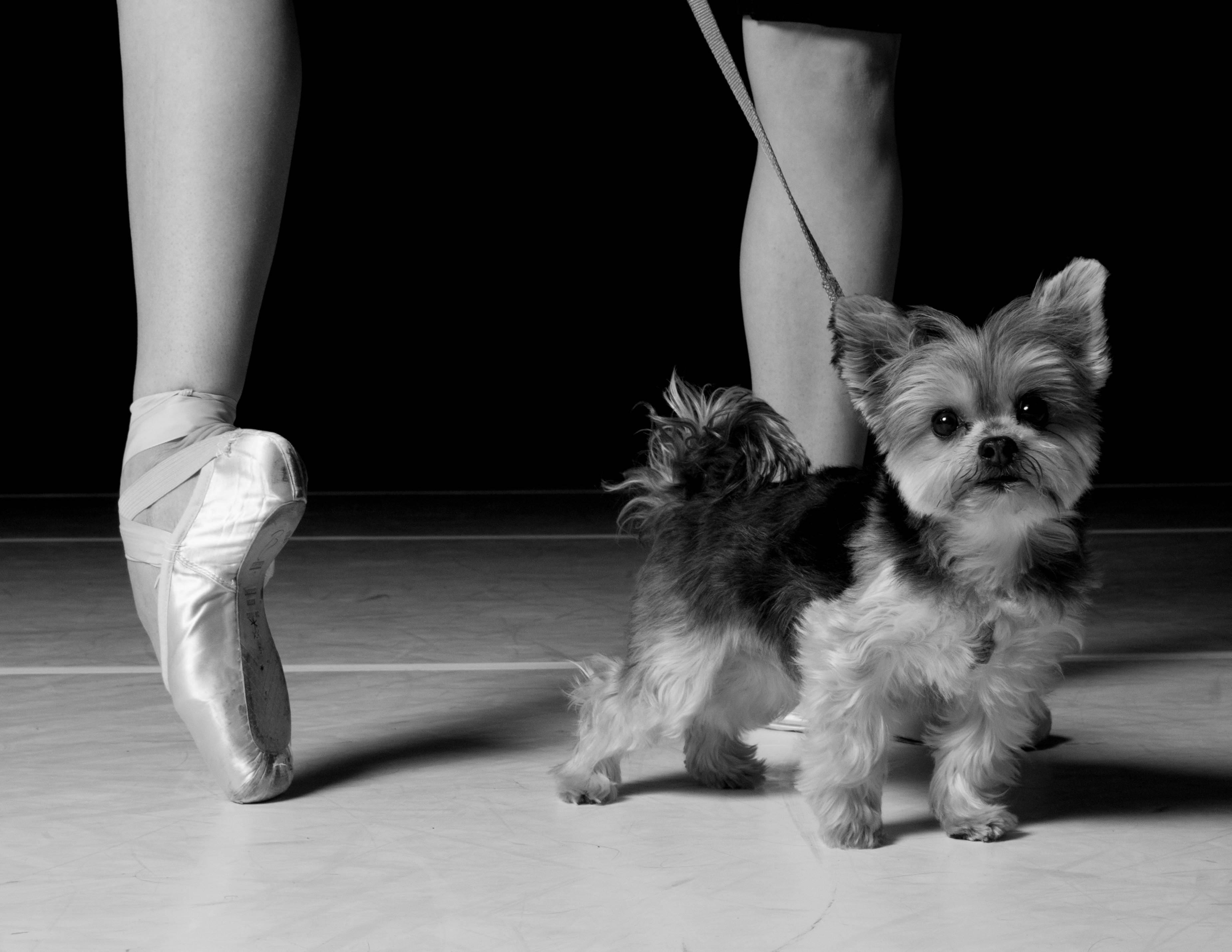 Grand Rapids Ballet's 'Pas & Paws' will warm hearts - BALLET FOREVER